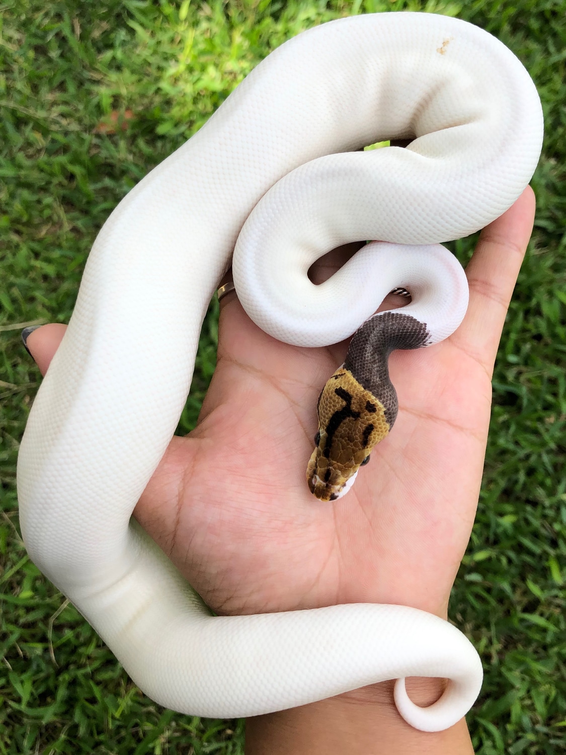 Spied Ball Python by Coppinger Reptile Co. - MorphMarket
