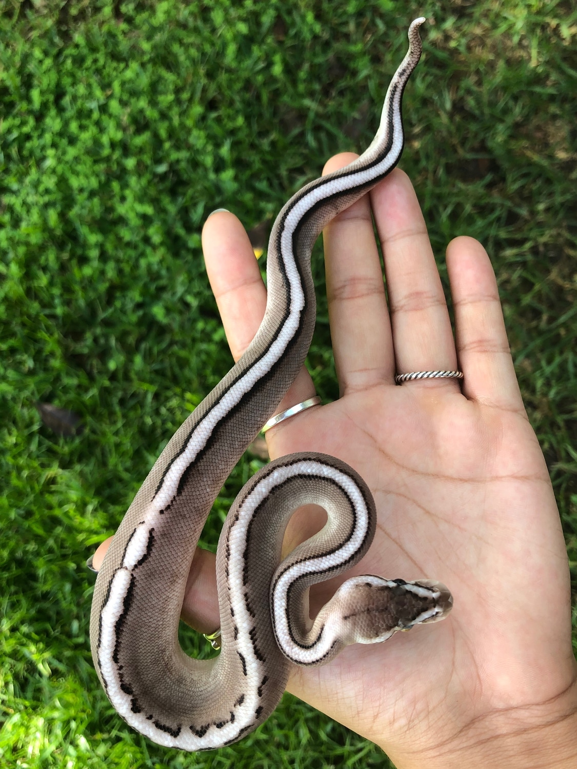 VPI Axanthic Genetic Stripe Ball Python by Coppinger Reptile Co ...