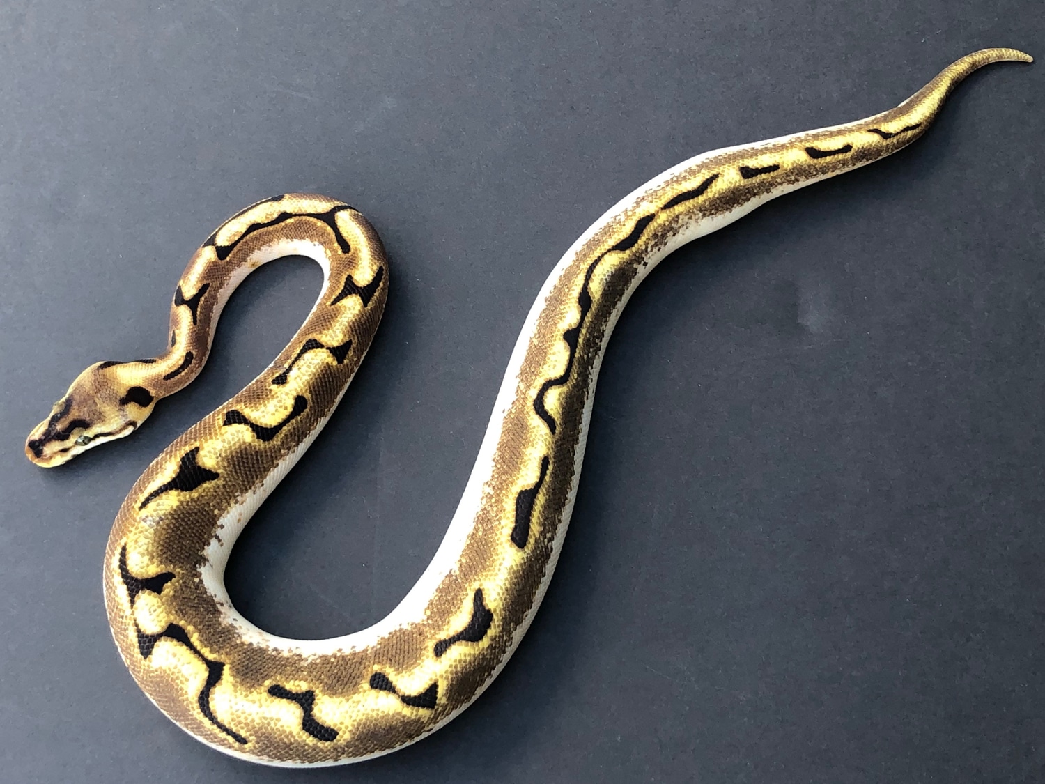 2019 Calico Spider Enchi Ball Python by Coppinger Reptile Co. - MorphMarket