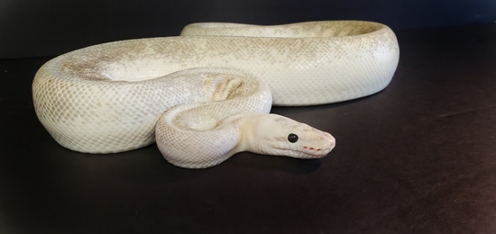 2017 Vanilla Spider Puma Ball Python by Coppinger Reptile Co.