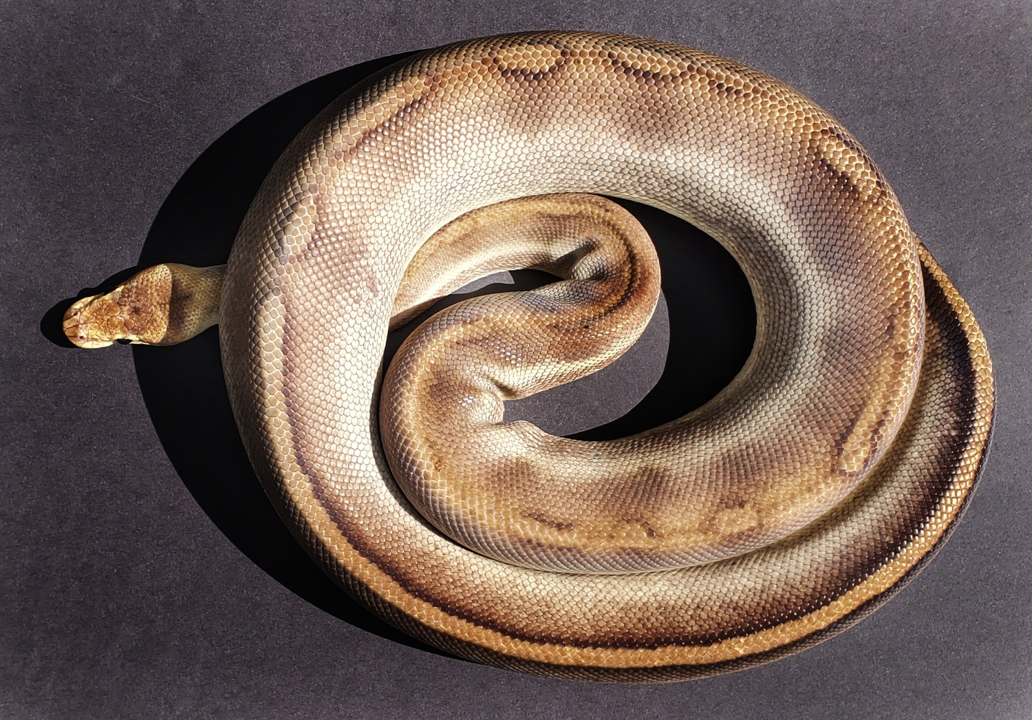2016 Champagne (Breeder) Ball Python by Coppinger Reptile Co. - MorphMarket