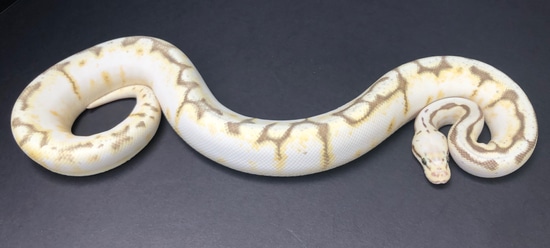 2018 Calico Killer Bee Enchi Ball Python by Coppinger Reptile Co.