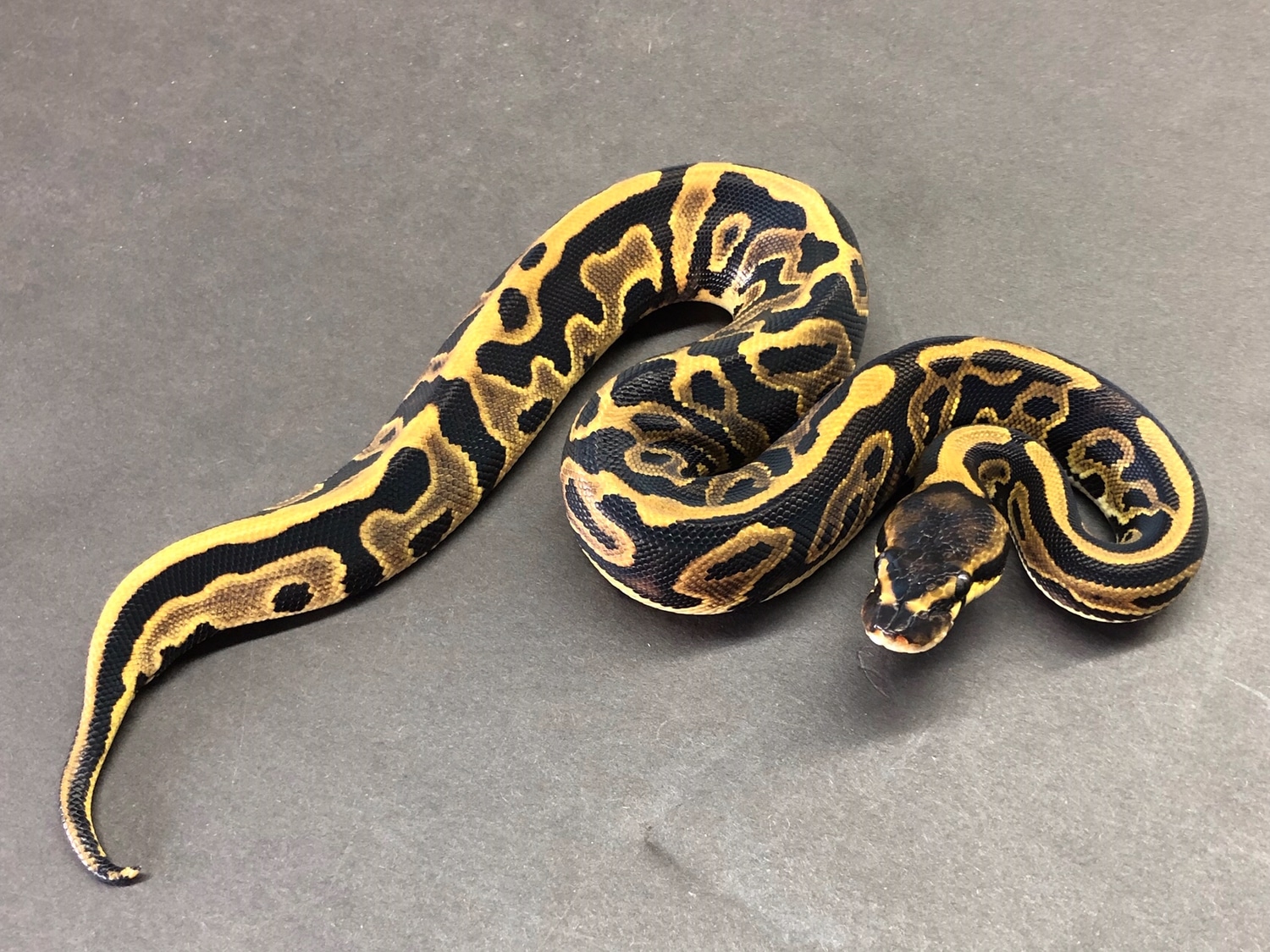 Leopard Het Pied Ball Python by Coppinger Reptile Co. - MorphMarket
