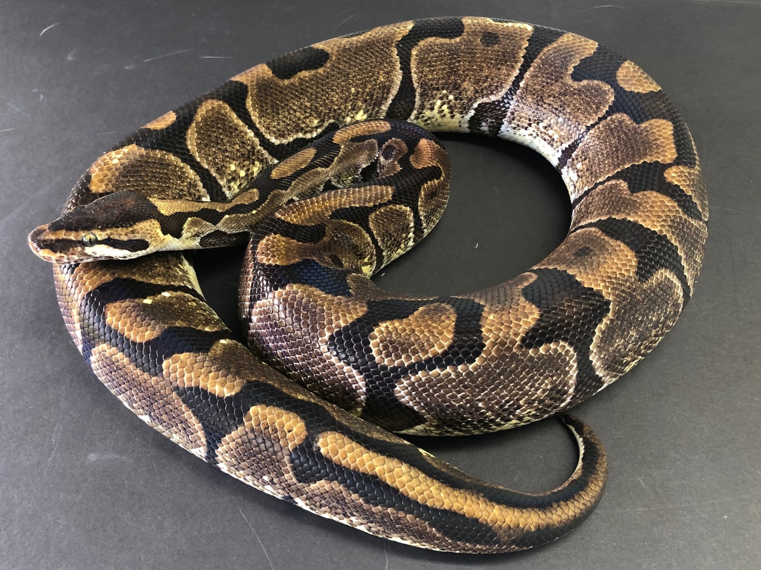 Enchi Ball Python by Coppinger Reptile Co. - MorphMarket
