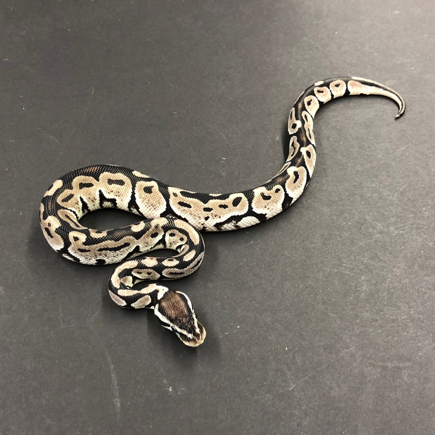 Vpi Axanthic Pastel Ball Python by Coppinger Reptile Co. - MorphMarket