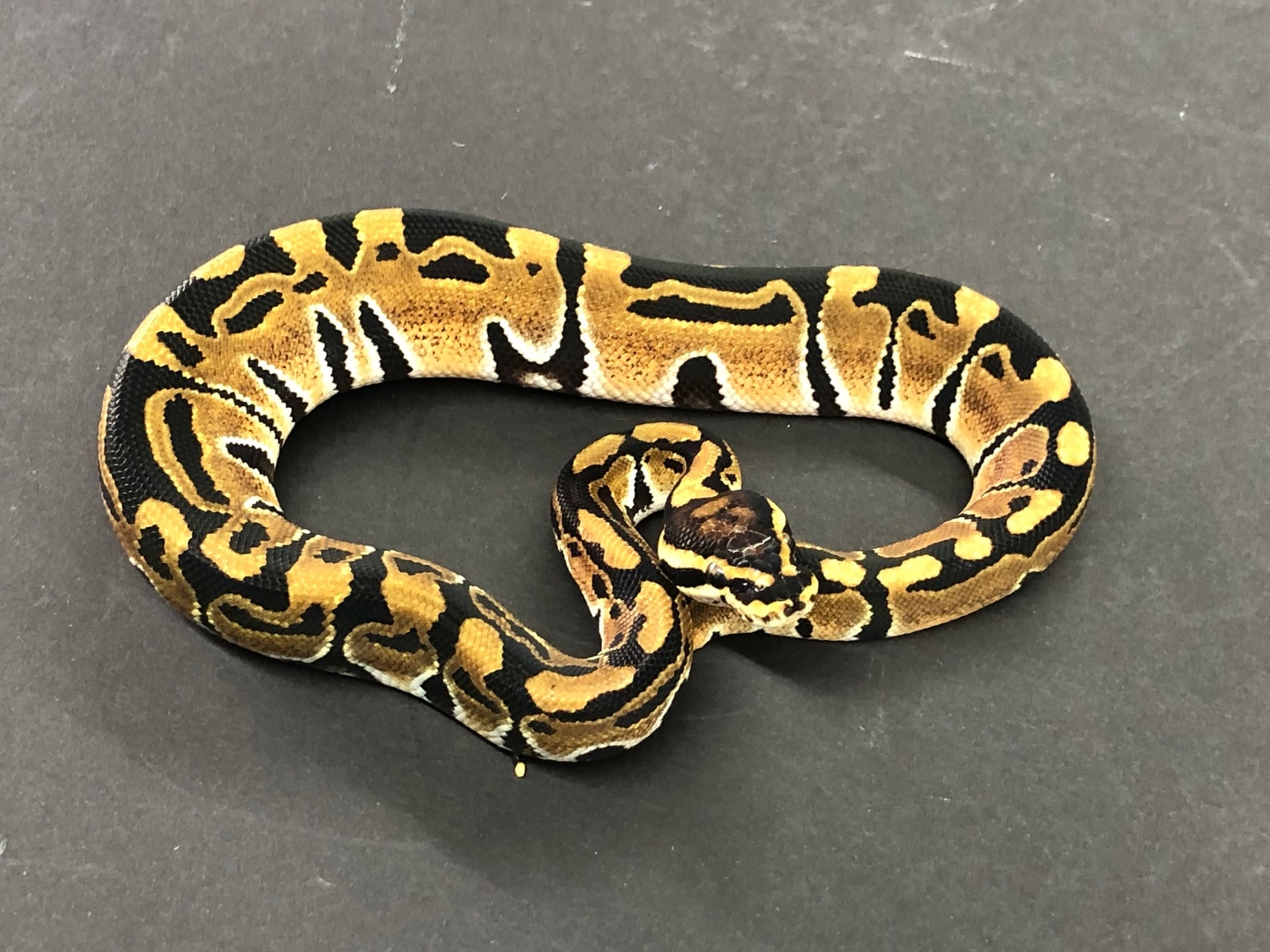 100% Het Puzzle 100% Clown Ball Python by Coppinger Reptile Co ...