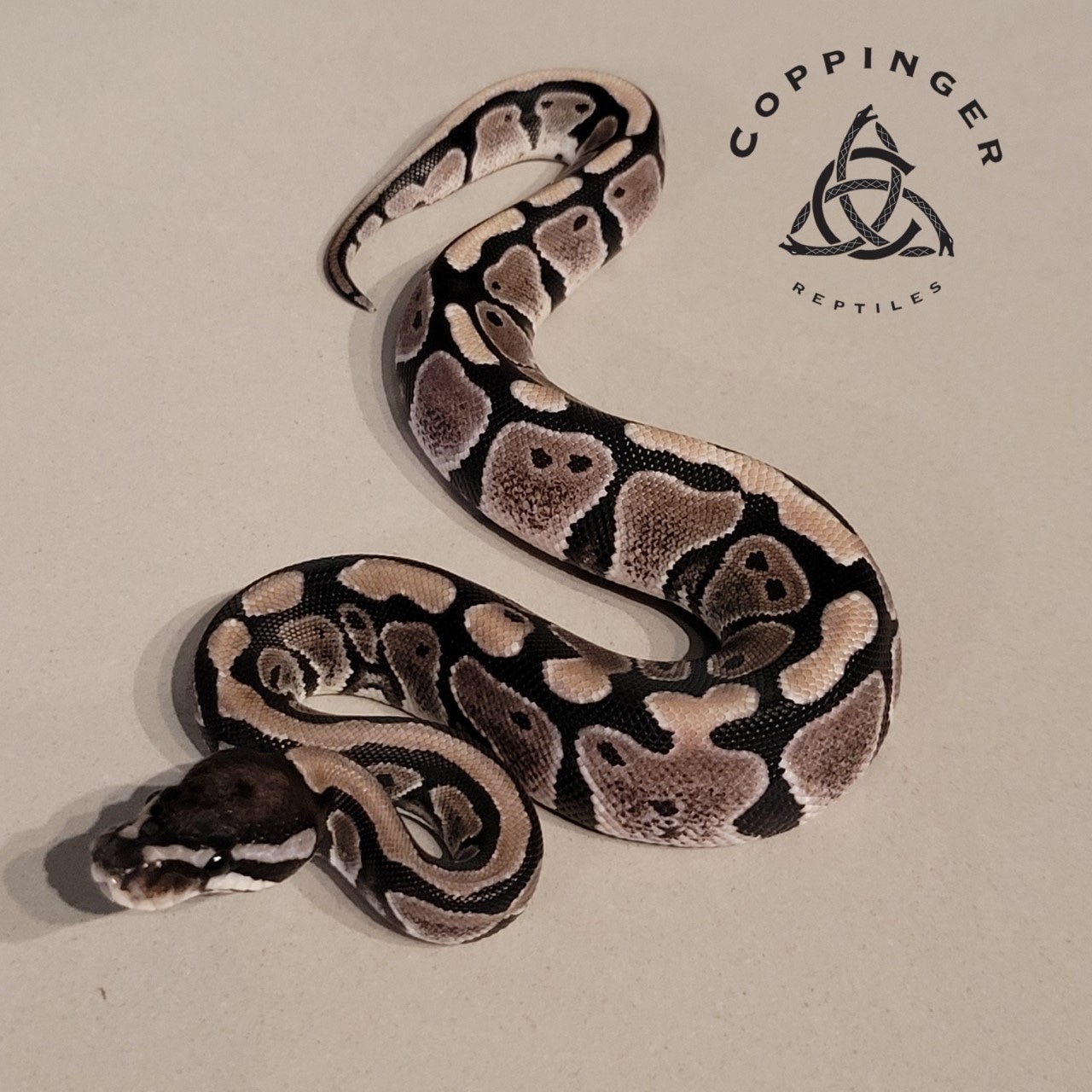 Black Axanthic Ball Python by Coppinger Reptile Co. - MorphMarket