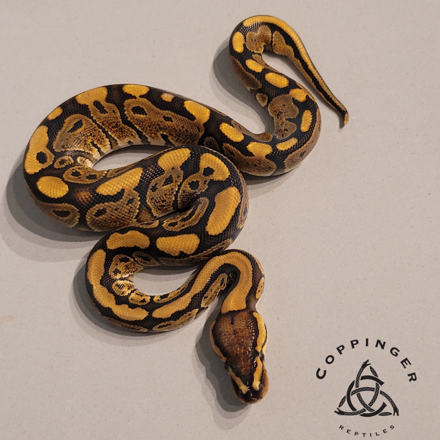 Red Stripe Spotnose 50% Het Clown Ball Python by Coppinger Reptile Co ...