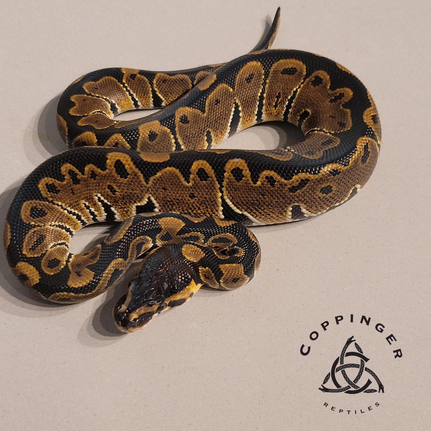 Black Adder Blade Ball Python by Coppinger Reptile Co. - MorphMarket