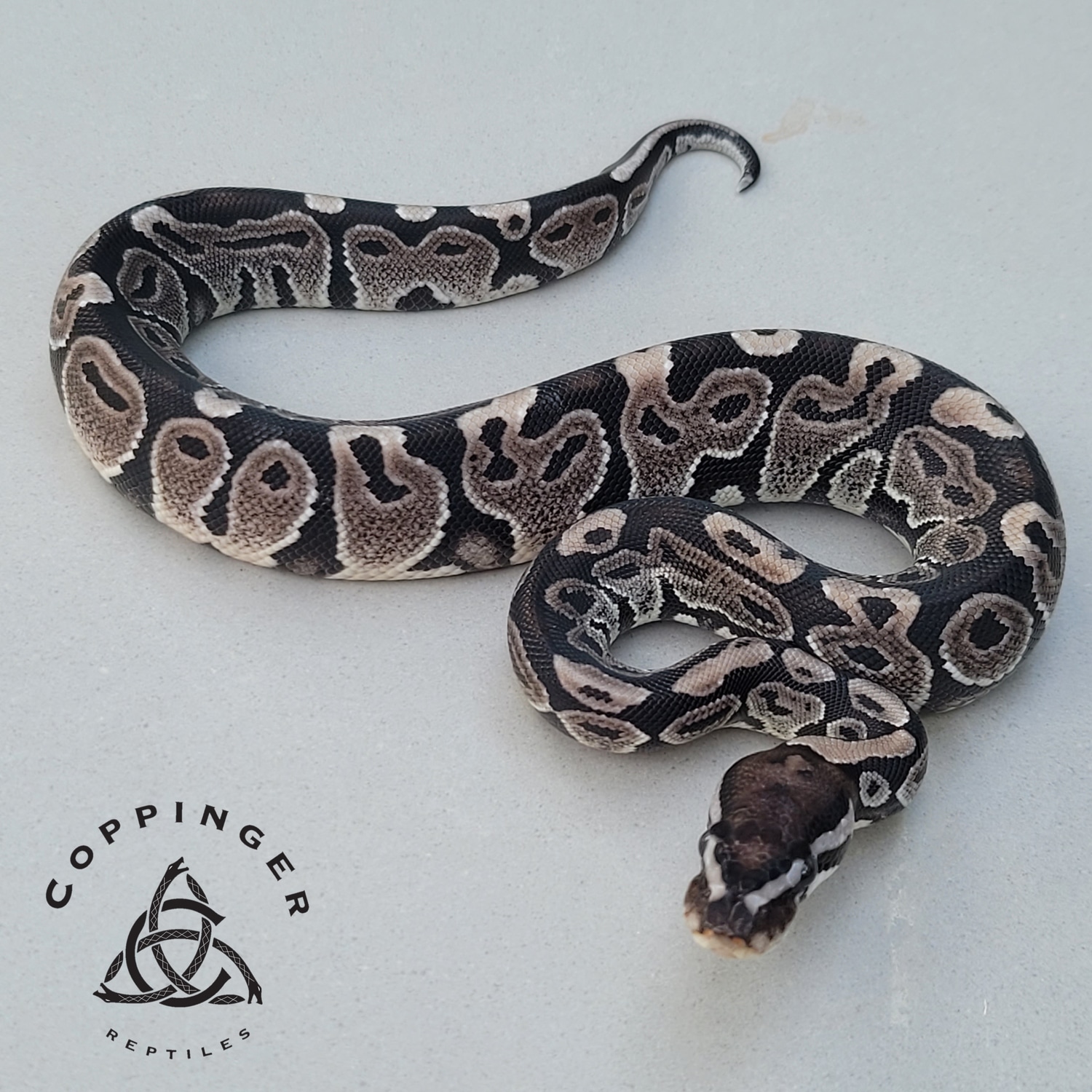 Axanthic (VPI) Het Lavender Snow Ball Python by Coppinger Reptile Co ...