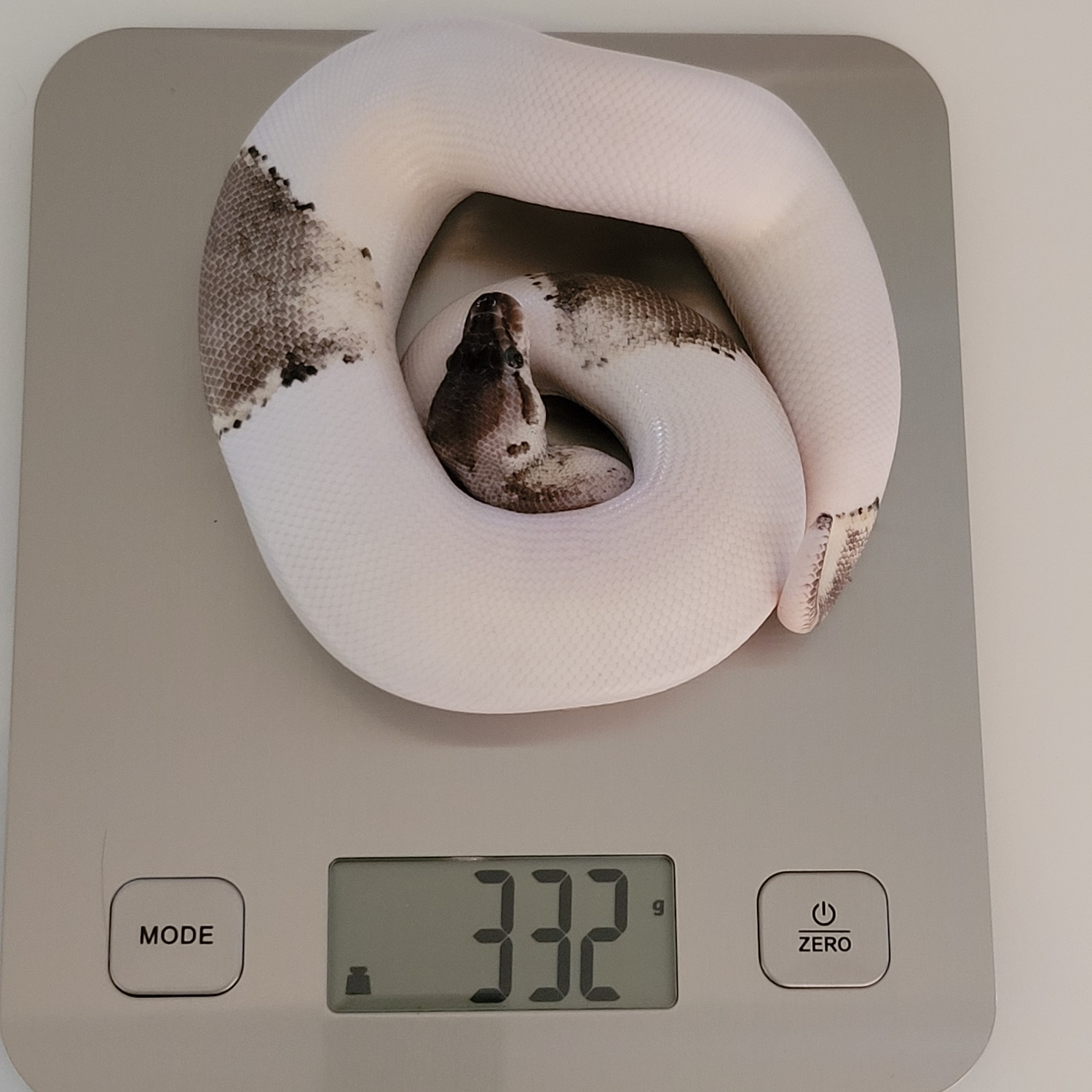 Pastel Pinstripe Axanthic Pied Ball Python by Coppinger Reptile Co ...