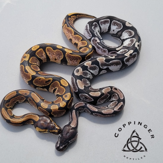 Calico Het Black Axanthic Ball Python by Coppinger Reptile Co.