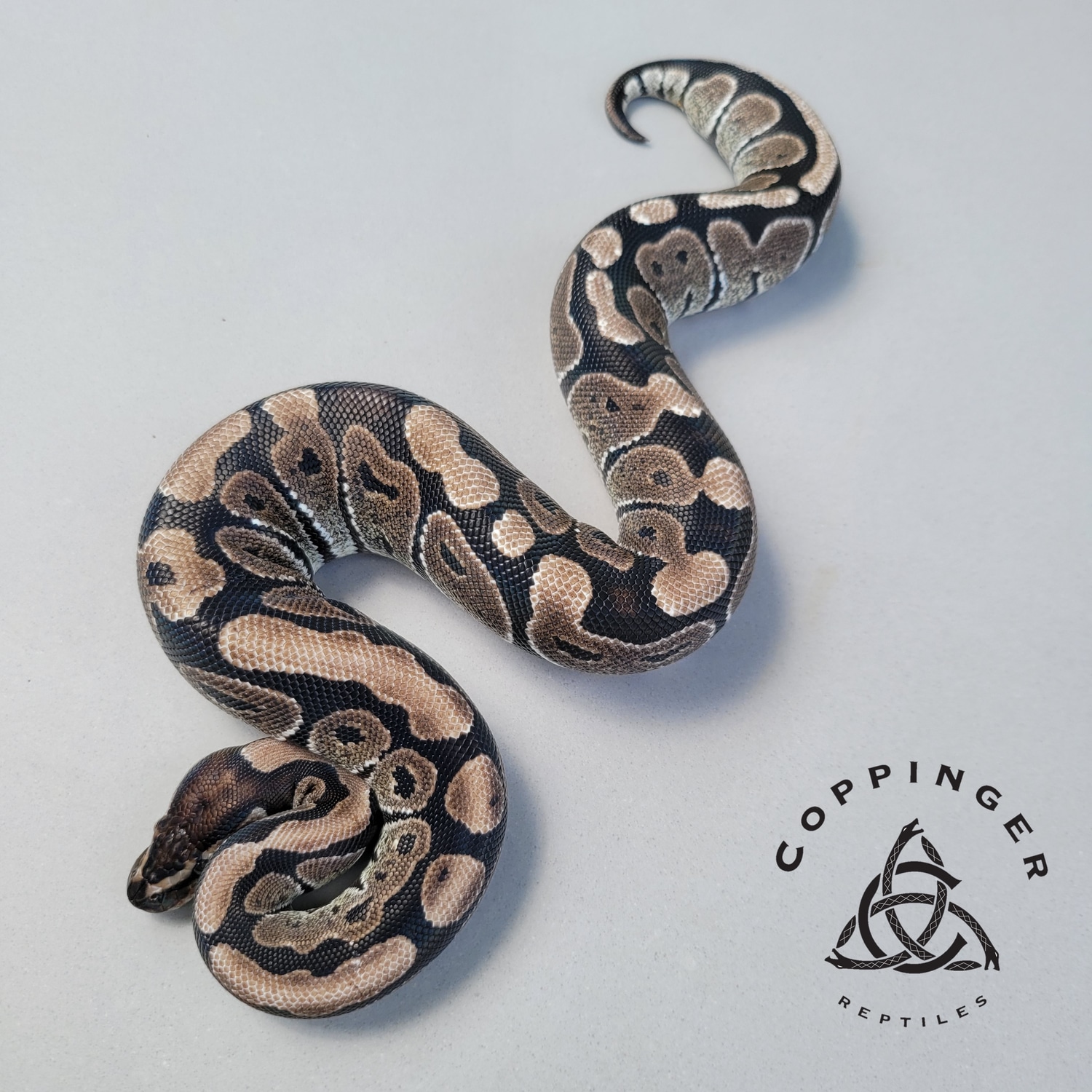Axanthic Het Lavender Snow Ball Python by Coppinger Reptile Co ...