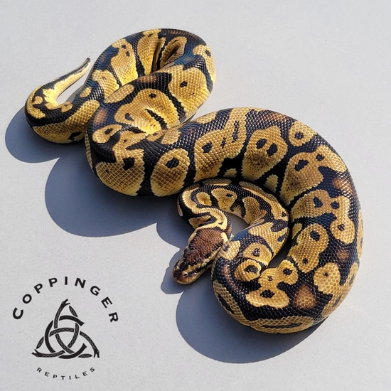 Pastel Dbl Het Vpi Axanthic Clown Ball Python by Coppinger Reptile Co.