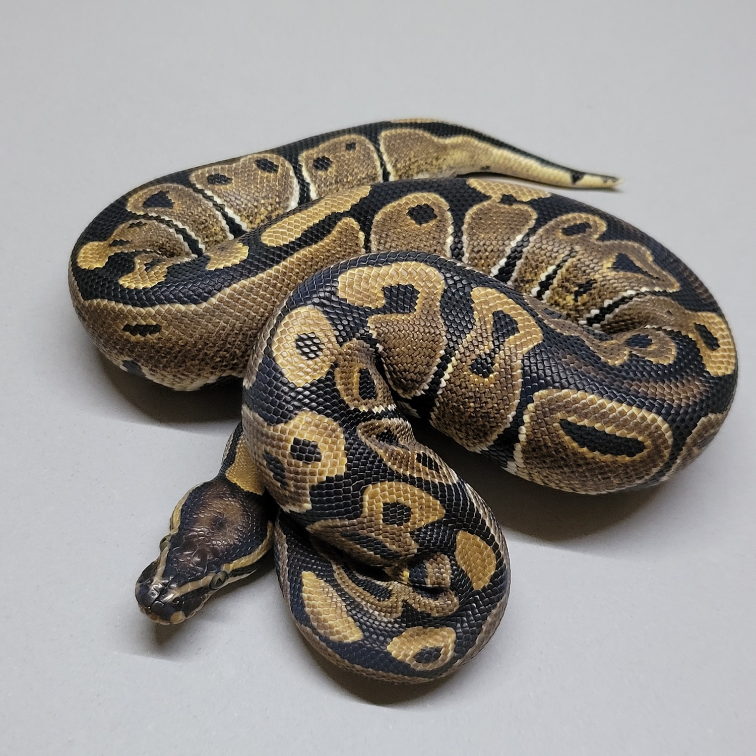100% Albino 50% Whitewash 50% VPI Axanthic Ball Python by Coppinger ...