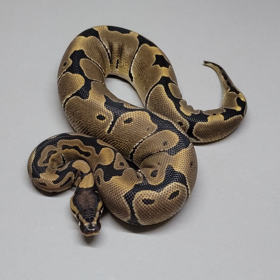Super Blade Ball Python by Coppinger Reptile Co.