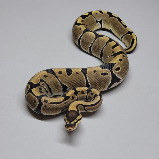 Super Blade Ball Python by Coppinger Reptile Co.
