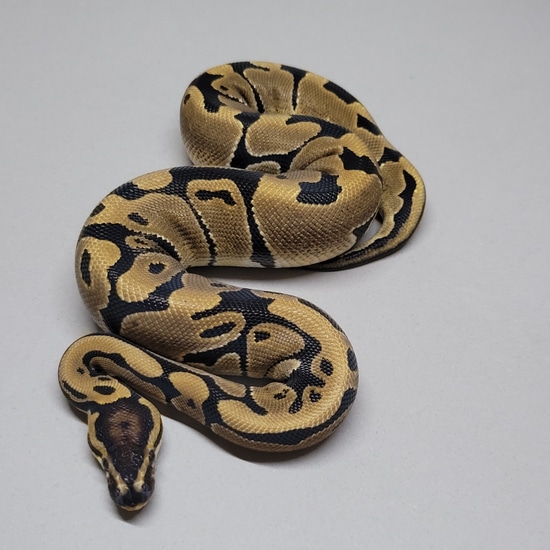 Super Blade Ball Python by Coppinger Reptile Co.
