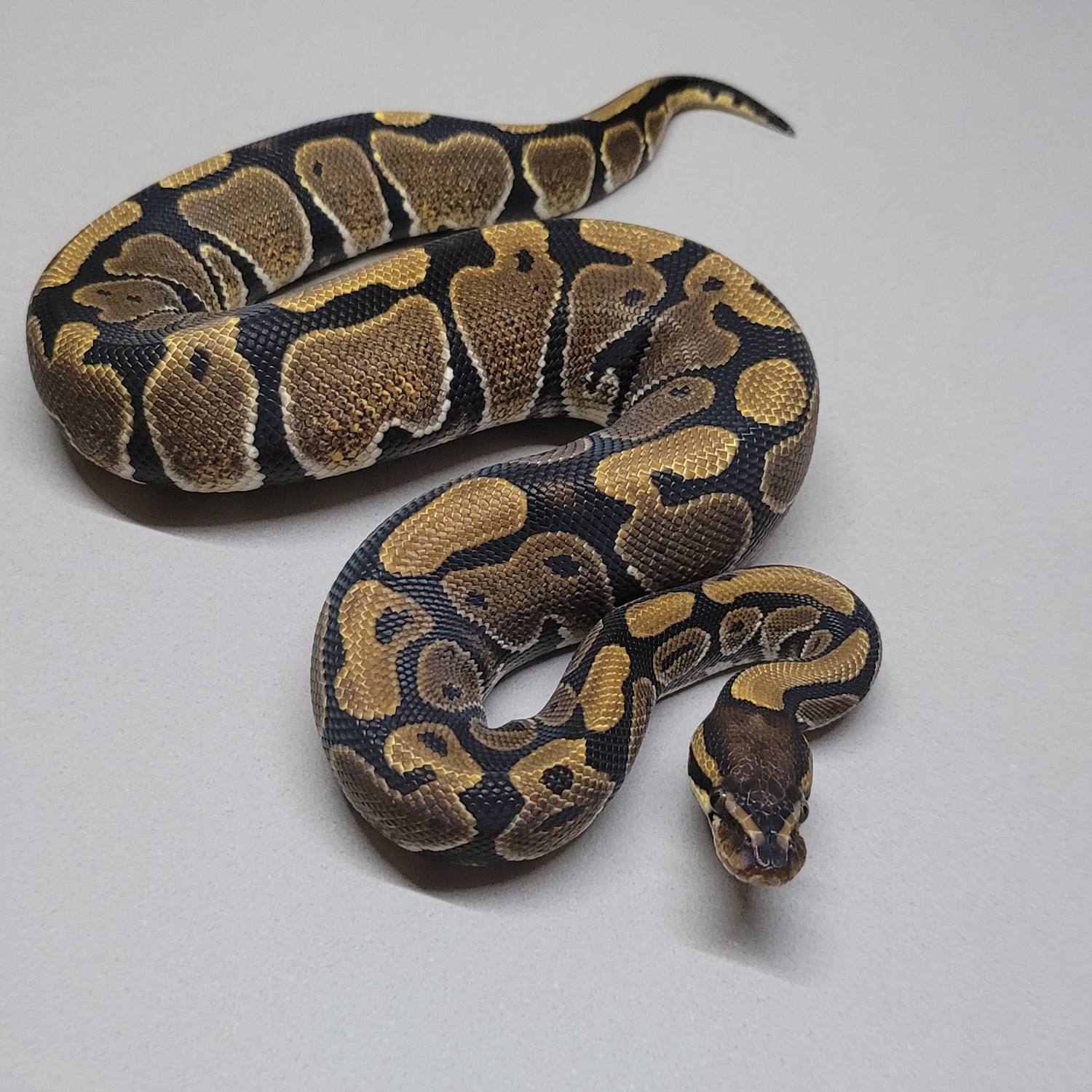 100% Albino 50% Whitewash 50% VPI Axanthic Ball Python by Coppinger ...
