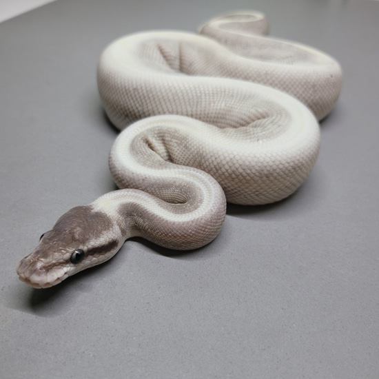 Purple Passion Ball Python by Coppinger Reptile Co.