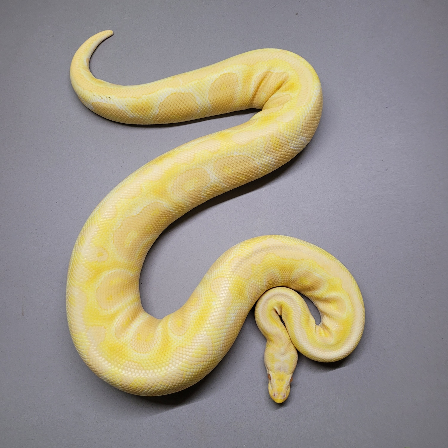 Pastel Mahogany Albino Ball Python by Coppinger Reptile Co. - MorphMarket