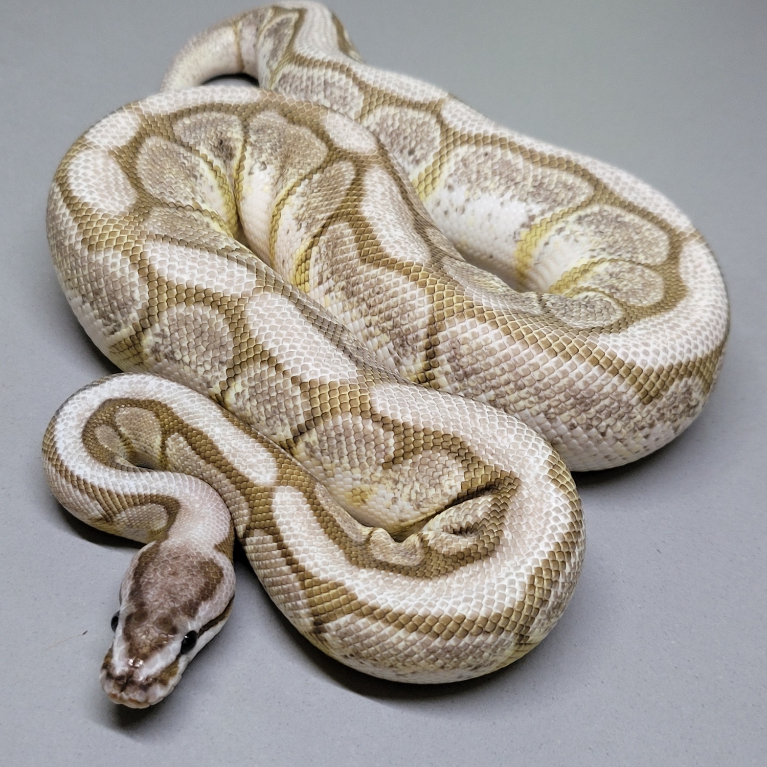 Avanthic Lesser Spider Ball Python by Coppinger Reptile Co. - MorphMarket