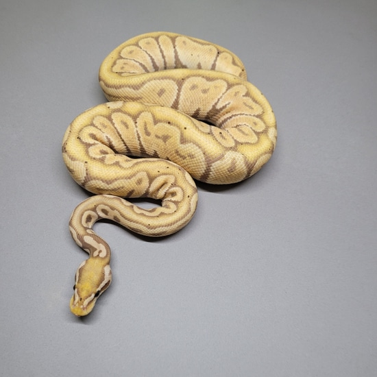 Banana Black Adder Ball Python by Coppinger Reptile Co.