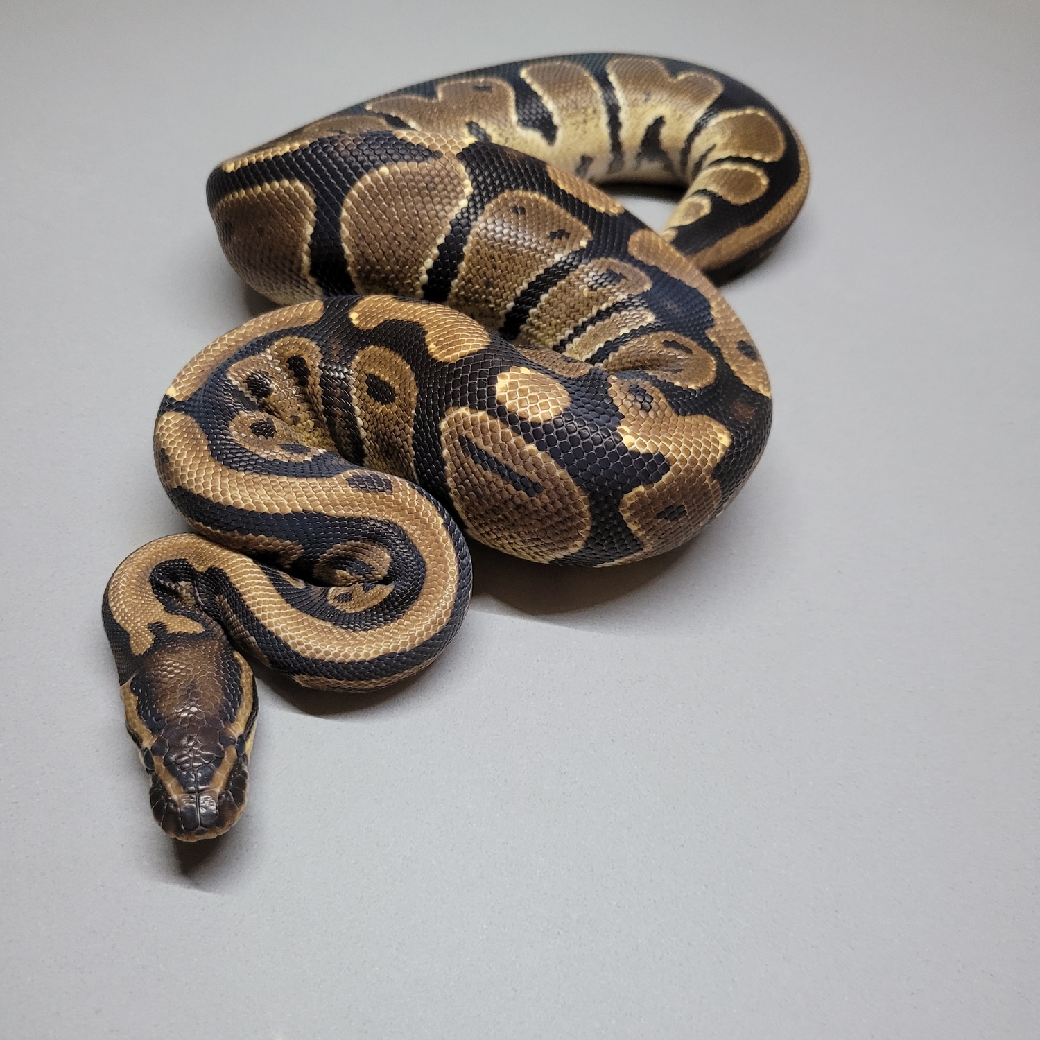 Gene X Het Pied Ball Python by Coppinger Reptile Co. - MorphMarket