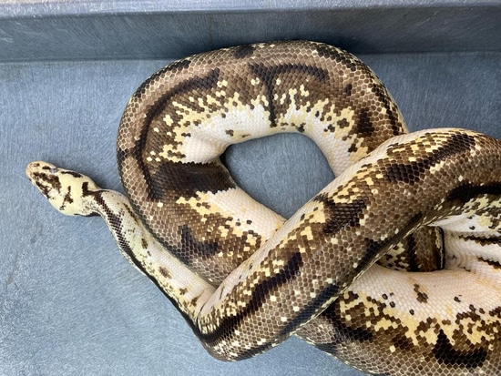 Calibee Breeder Ball Python by Coppinger Reptile Co.