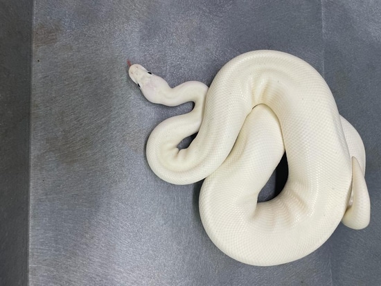 Ivory Vanilla Spider Ball Python by Coppinger Reptile Co.
