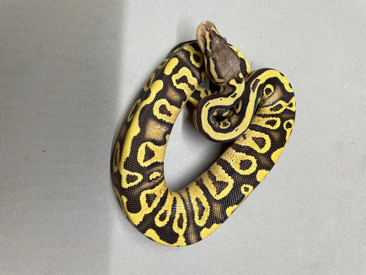 Firefly Het Pied Ball Python by Coppinger Reptile Co. - MorphMarket
