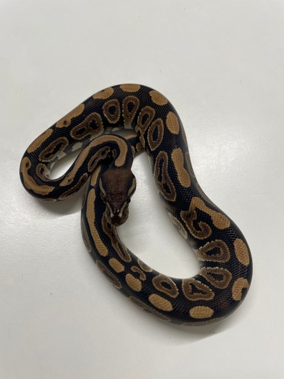 Black Pastel 100% Het Desert Ghost VPI Axanthic Hypo Ball Python by ...