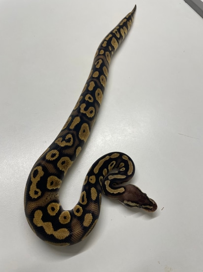 Pastel Stranger 66% Het Clown Ball Python by Coppinger Reptile Co.