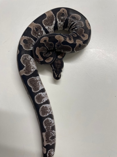 Black Axanthic Calico Ball Python by Coppinger Reptile Co.