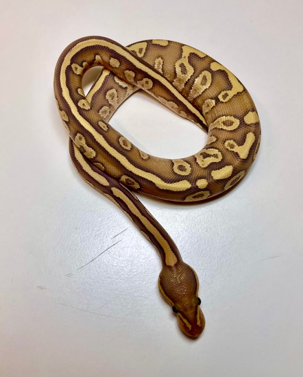 Ember Mojave Ghost Ball Python by Coppinger Reptile Co.