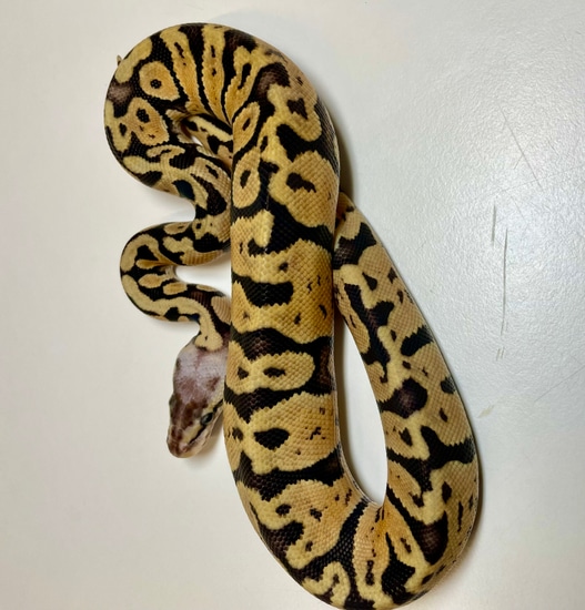 Super Pastel Het Clown 50% Het VPI Axanthic Ball Python by Coppinger ...