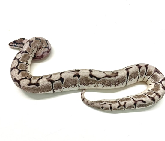 VPI Axanthic Spider Enchi Ball Python by Coppinger Reptile Co.