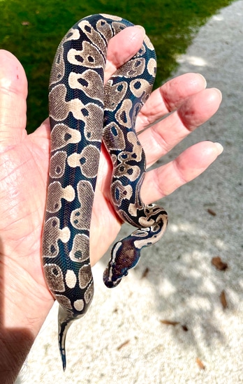 Black Axanthic Ball Python by Coppinger Reptile Co.