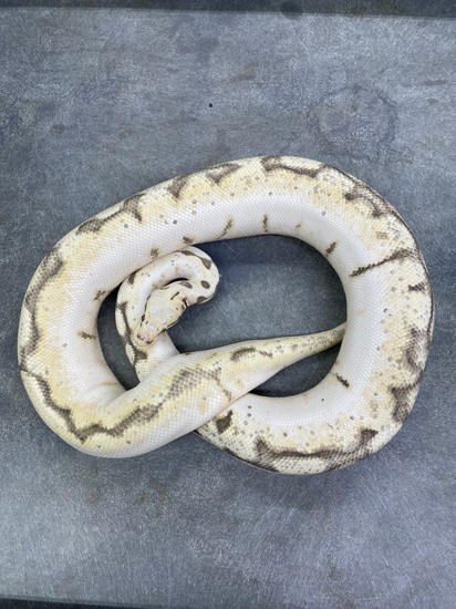 Calico Vanilla Killer Bee Ball Python by Coppinger Reptile Co.