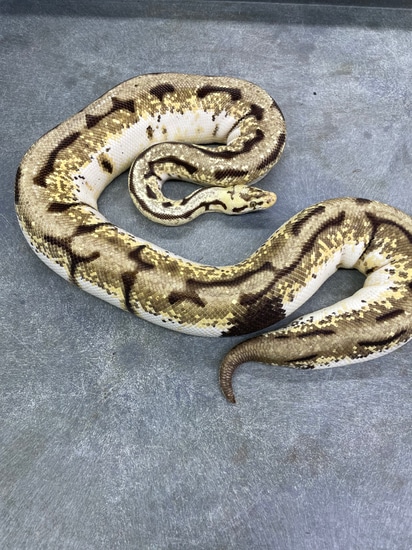 Spider Pastel Calico Paradox Ball Python by Coppinger Reptile Co.