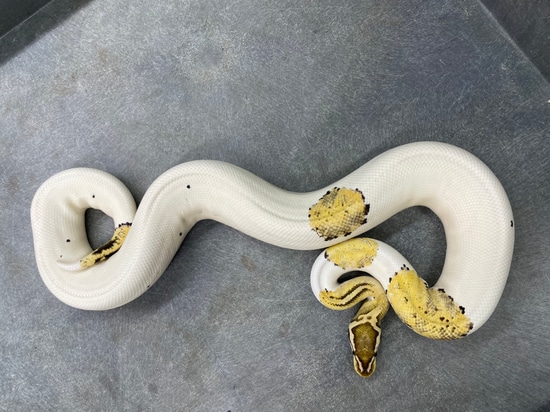 Pastel Fire Pied Ball Python by Coppinger Reptile Co.