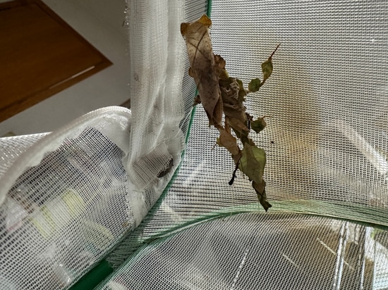 L2-4 P. Paradoxa Ghost Mantis by Crazy Bugs & Pods