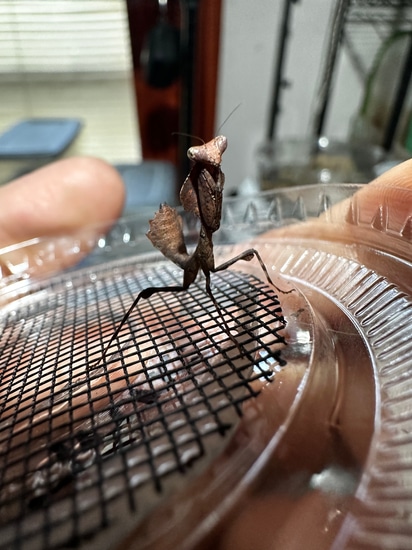 D. Truncata L2-3 Mantis by Crazy Bugs & Pods