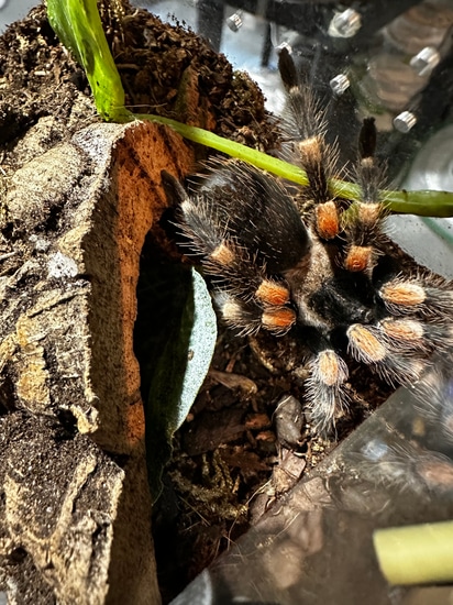 B. Hamorii 3-4 Tarantula by Crazy Bugs & Pods
