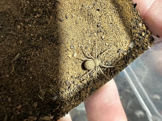 Sicarius Thomisoides 1/2-3/4 Other Spider by Crazy Bugs & Pods