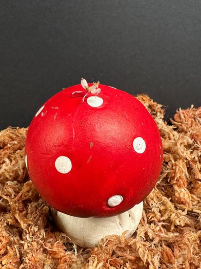 Indonesian Orchid Mantis by Crazy Bugs & Pods