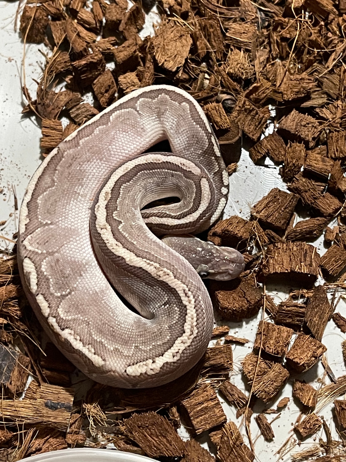 Bamboo Black Pastel 100% Het Albino Ball Python by Null Void Reptiles ...