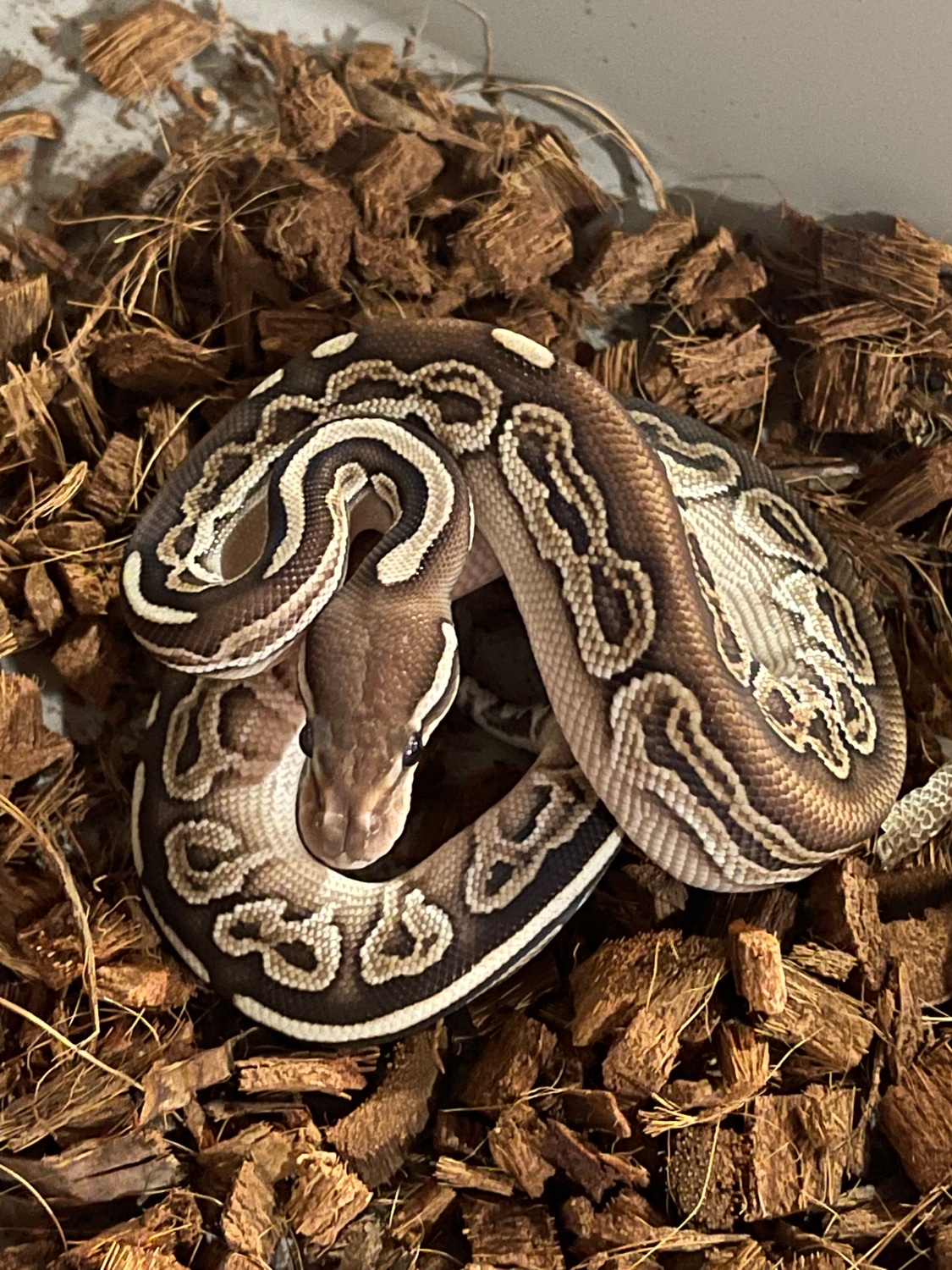 Black Pastel Lesser 100% Het Albino Ball Python by Null Void Reptiles ...
