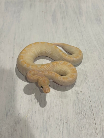 Super Special Ball Python by Null Void Reptiles