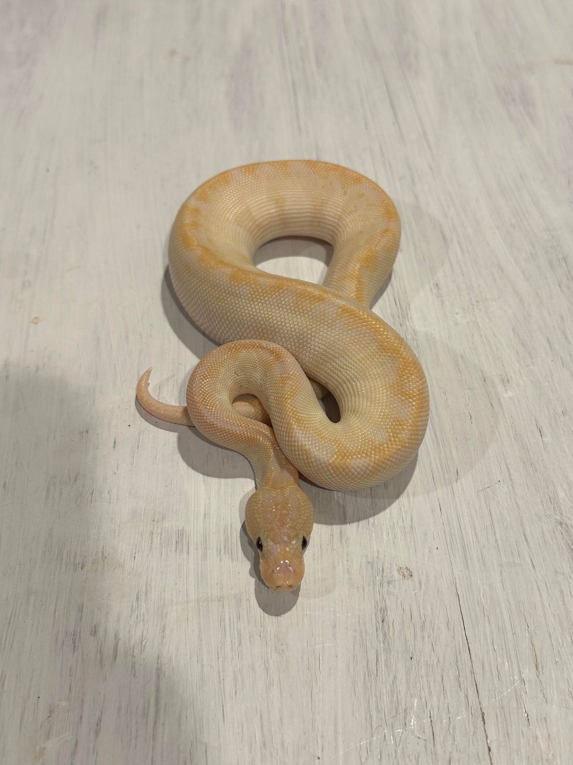 Super Special Ball Python by Null Void Reptiles - MorphMarket